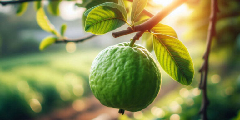 Guava Fruit Disease 番石榴果实疾病数据集 | 数据集 | HyperAI超神经