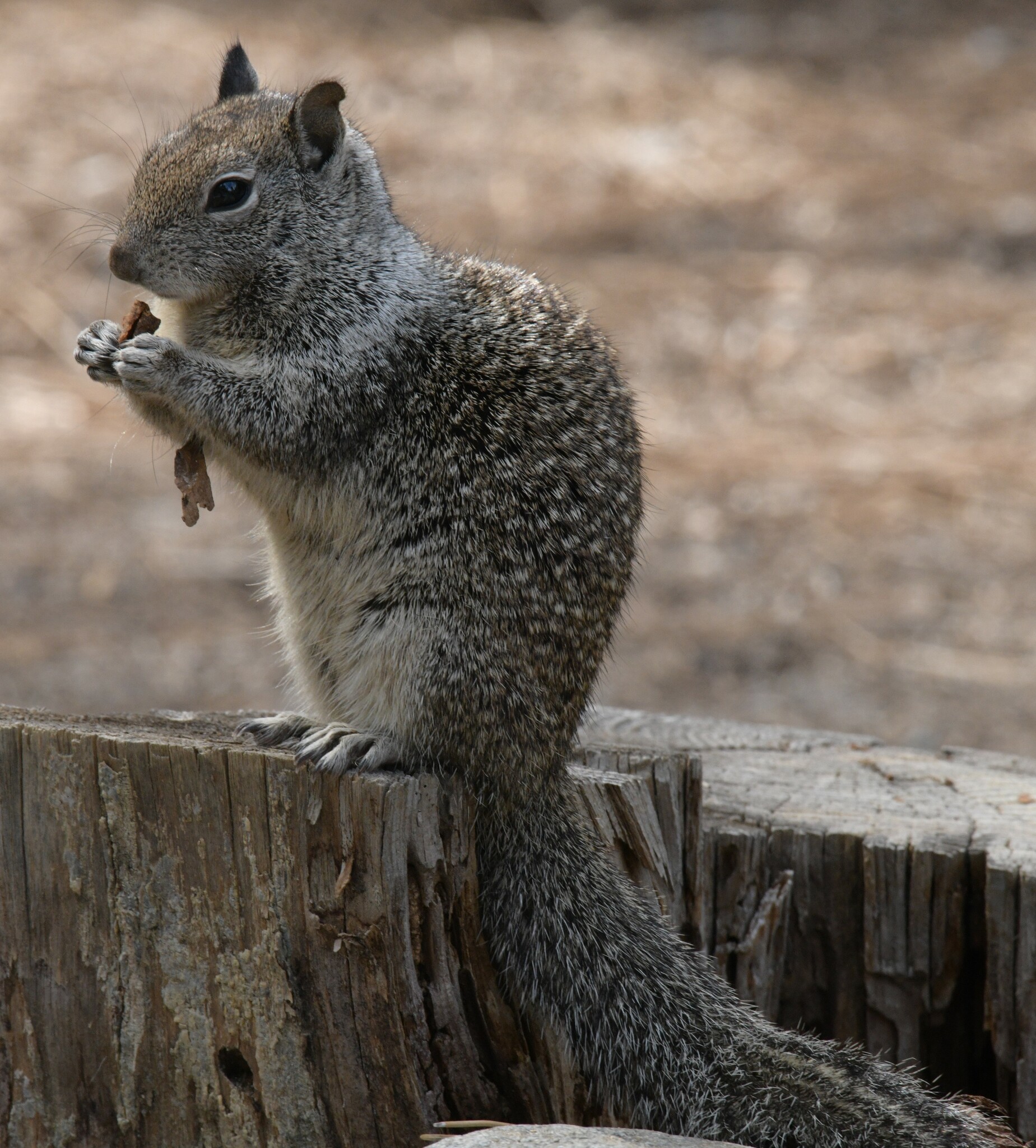 TreeOfLife-200M 生物视觉数据集 | Datasets | HyperAI超神经